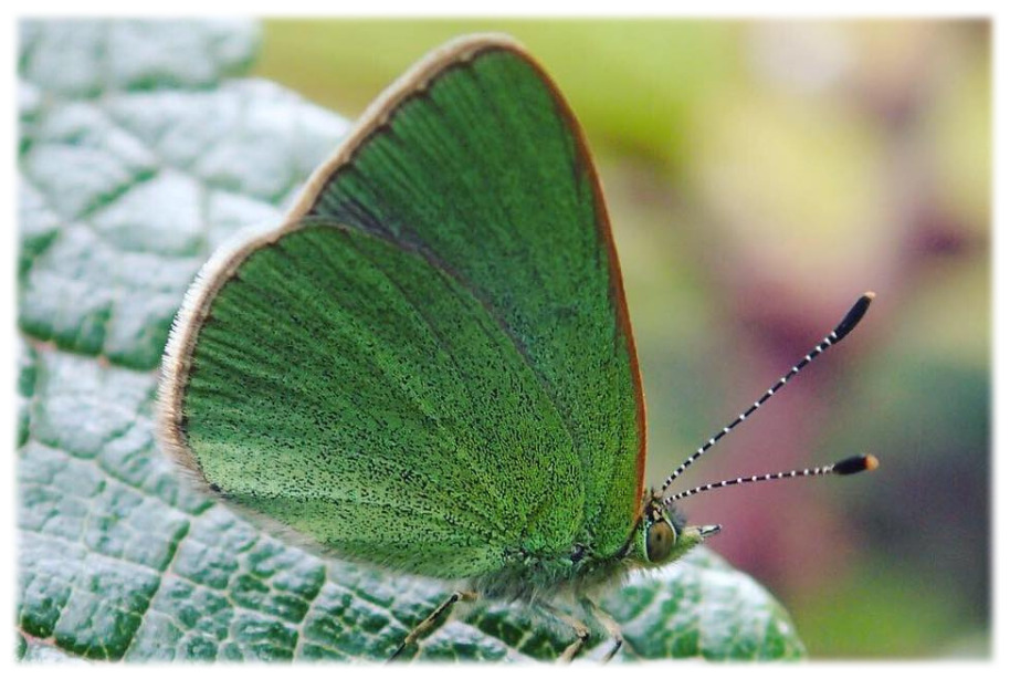 Hawai’i Has Native Butterflies - Here is Their Heartfelt Story ...