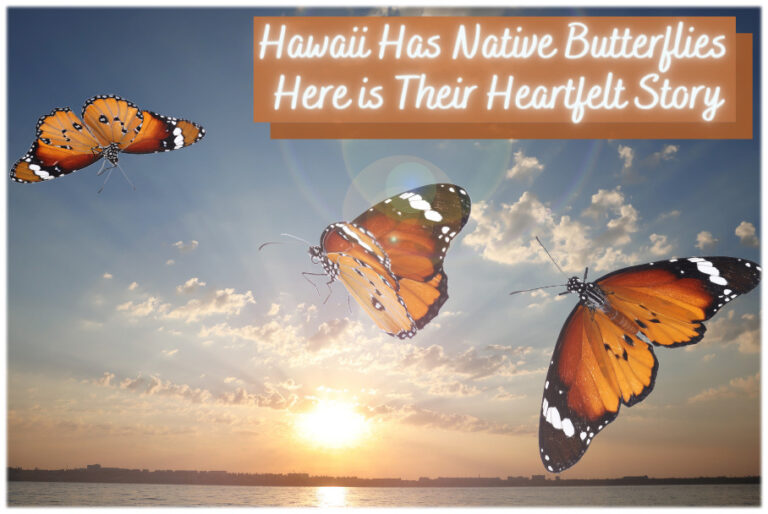 Hawai’i Has Native Butterflies - Here is Their Heartfelt Story ...