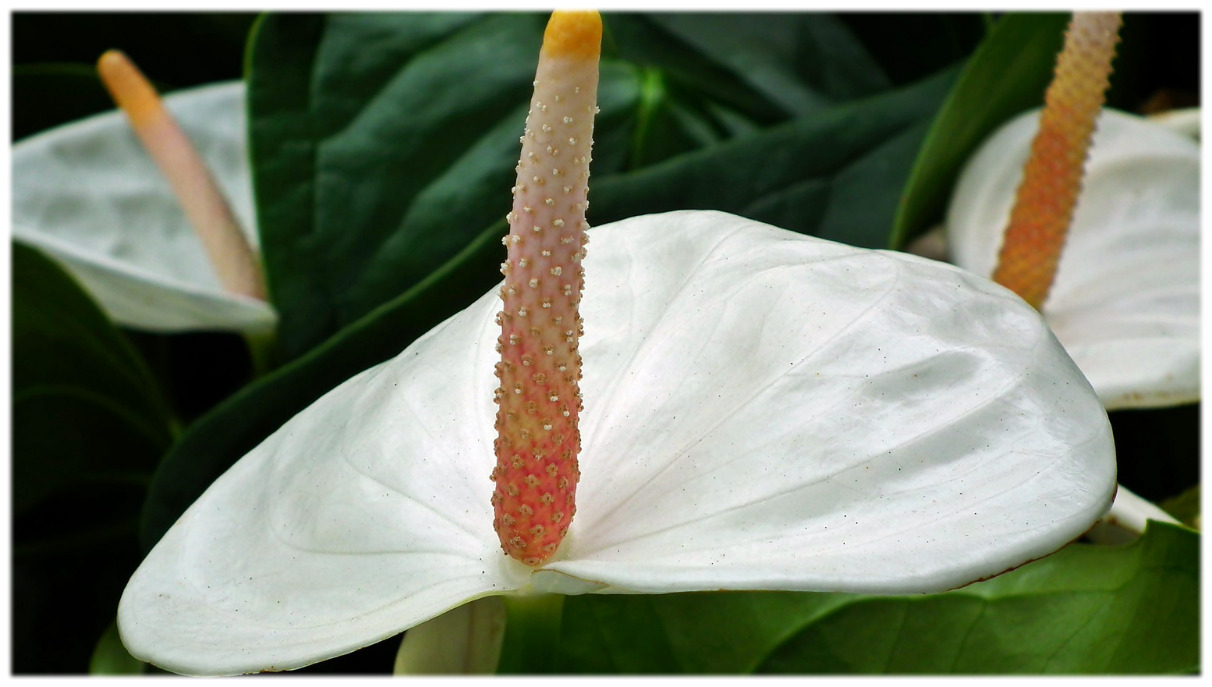 How Hawaii's Anthurium Became Its Most Popular Bouquet Flower ...