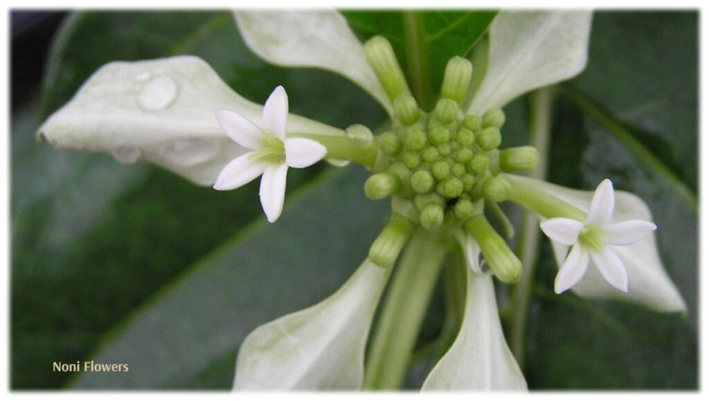 Historical and Effective Ways to Use Noni - An Ancient and Medicinal ...