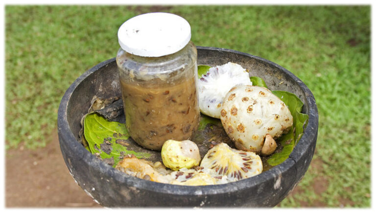 Historical and Effective Ways to Use Noni - An Ancient and Medicinal ...