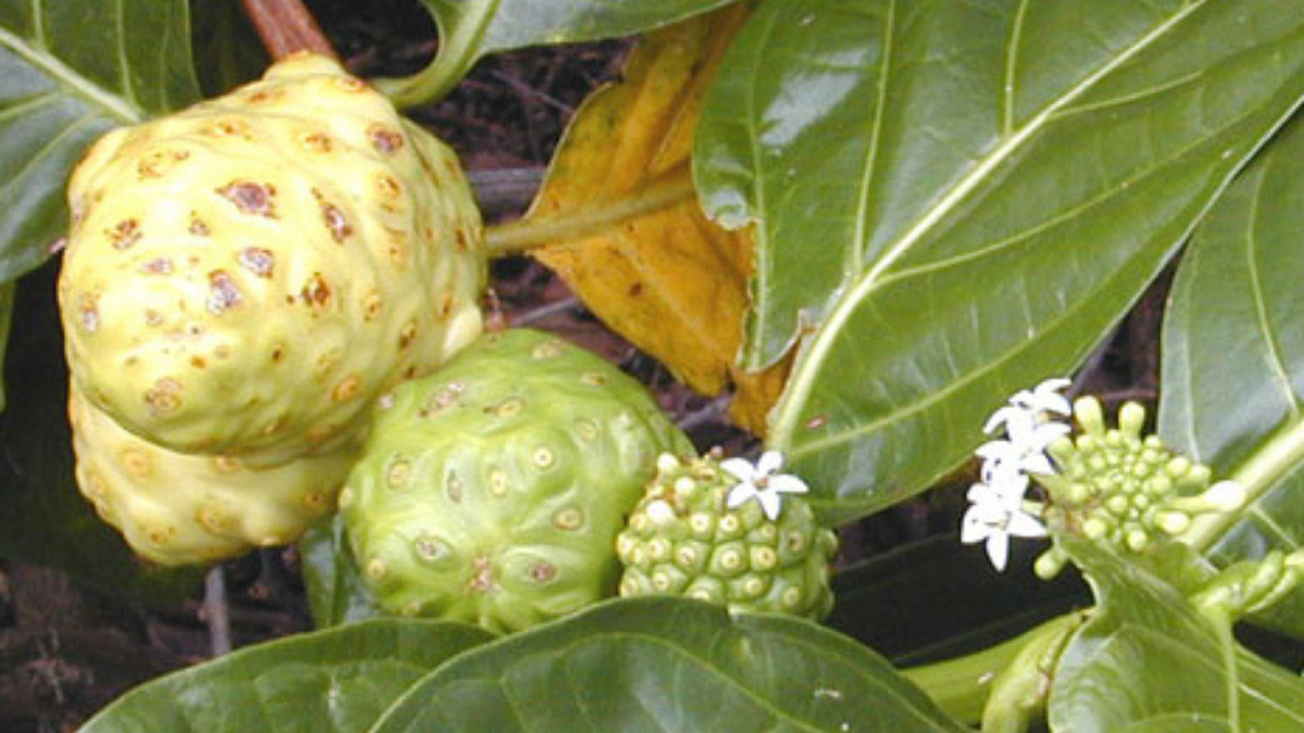 Historical and Effective Ways to Use Noni - An Ancient and Medicinal ...