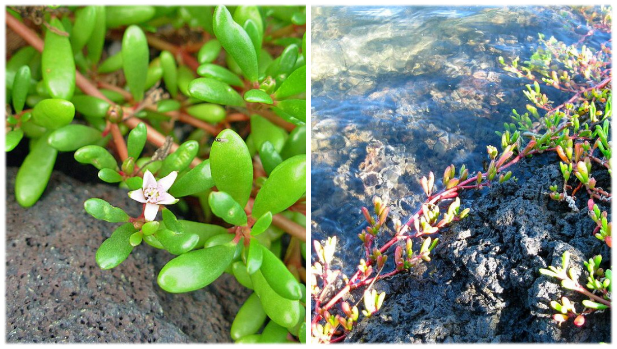 Seven Scented Shoreline Beauties - Hawaii's Beach Flowers | Temptation ...