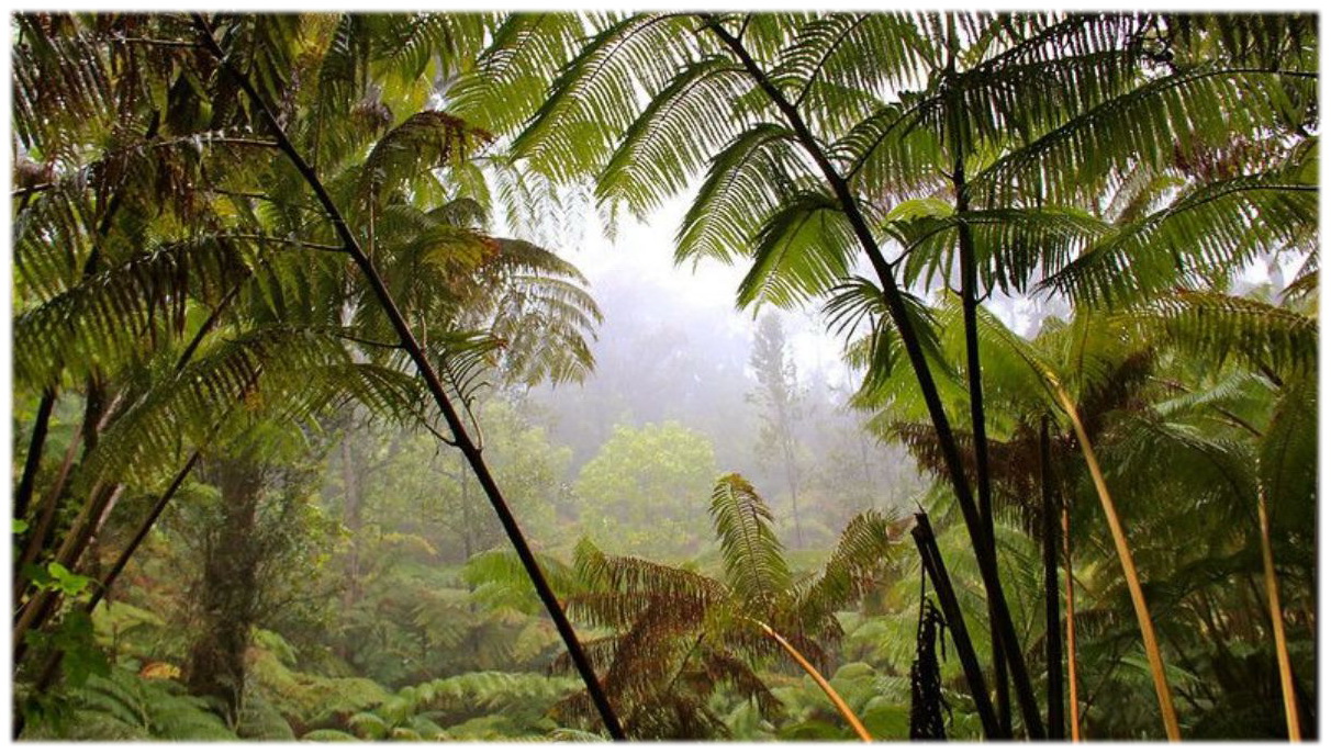 The Beautiful Ferns of Hawai'i are Symbolic of New Life and New ...