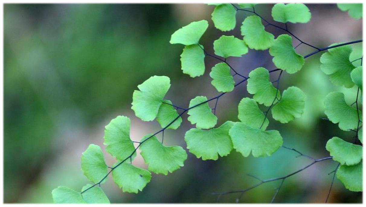 The Beautiful Ferns of Hawai'i are Symbolic of New Life and New ...