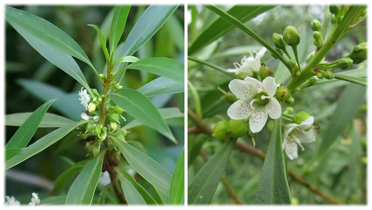 Seven Scented Shoreline Beauties - Hawaii's Beach Flowers | Temptation ...