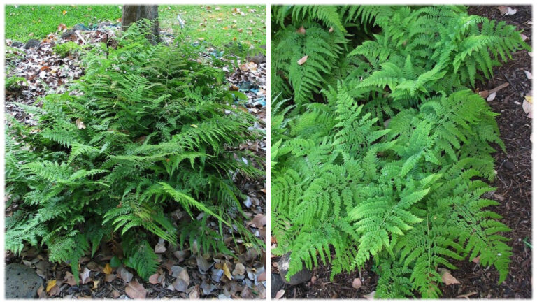 The Beautiful Ferns of Hawai'i are Symbolic of New Life and New ...