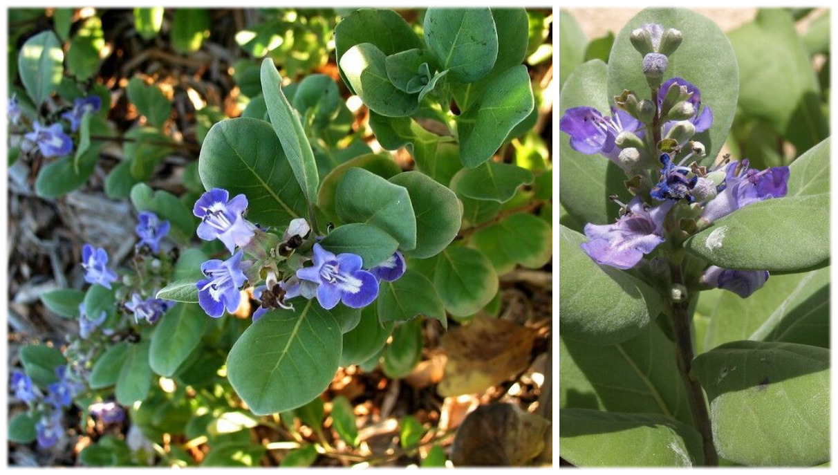 Seven Scented Shoreline Beauties - Hawaii's Beach Flowers | Temptation ...
