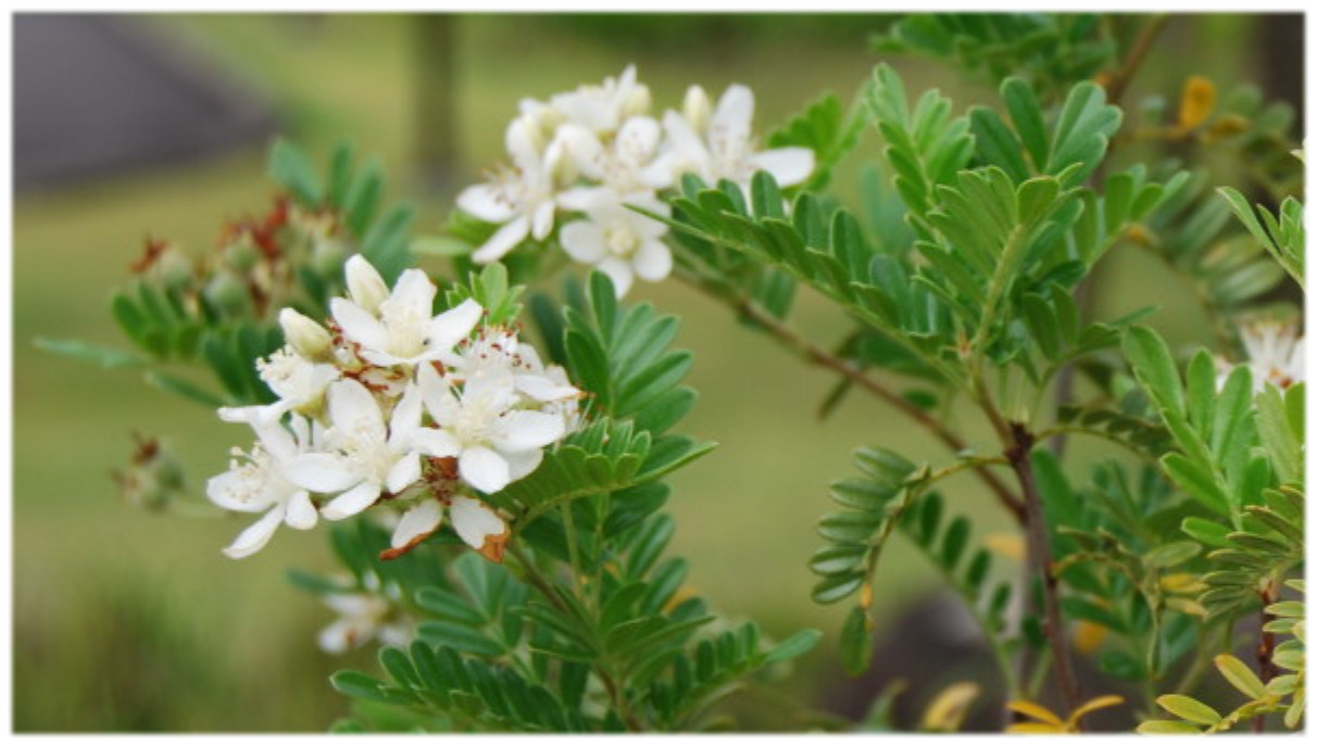 Seven Scented Shoreline Beauties - Hawaii's Beach Flowers | Temptation ...