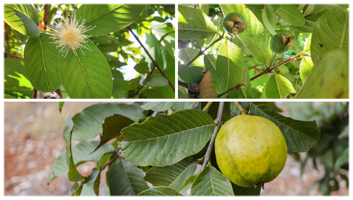 A Little Fruit With a Big Story - The Uses of Guava in Hawai'i ...